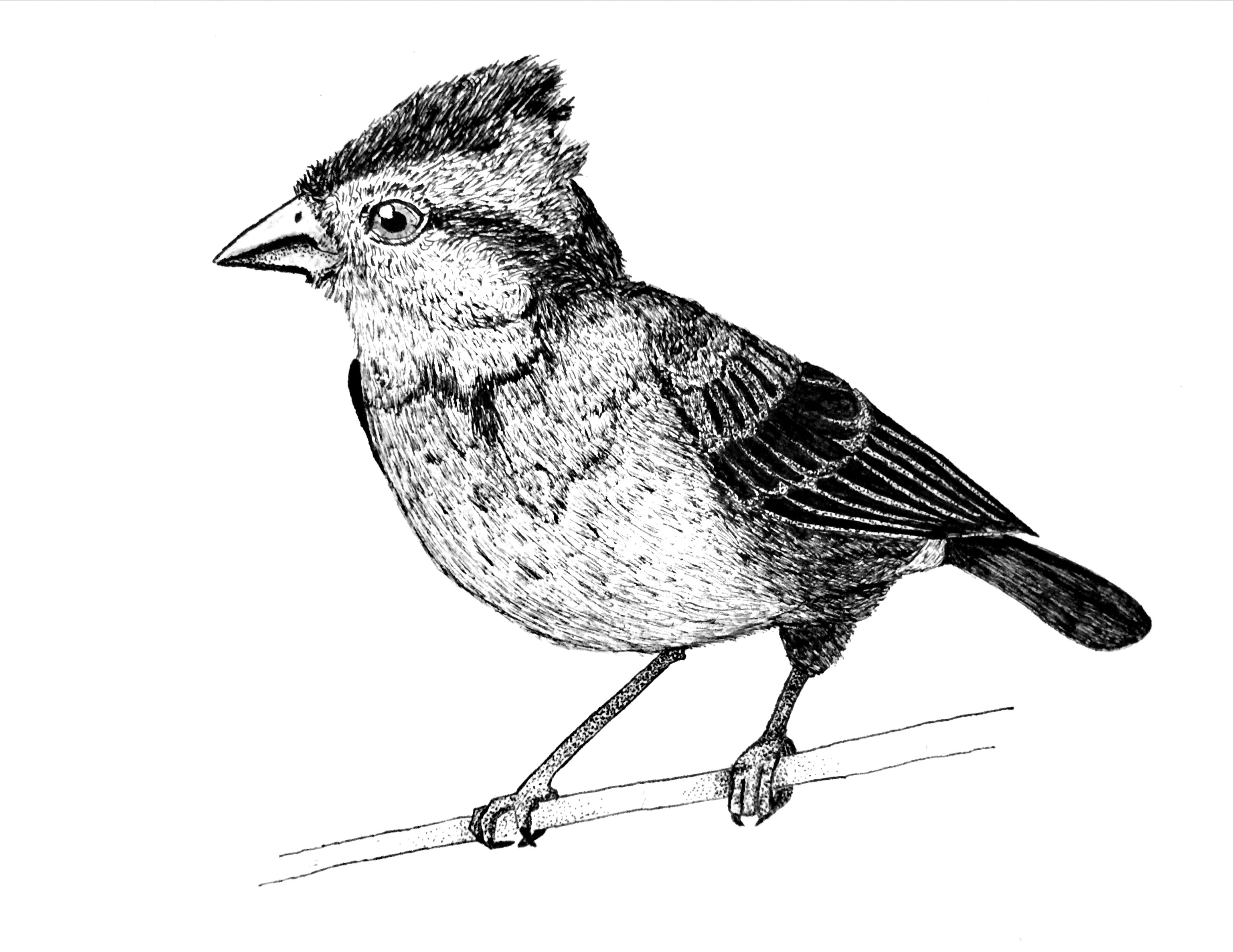 Sketch B&W - Artists&Clients